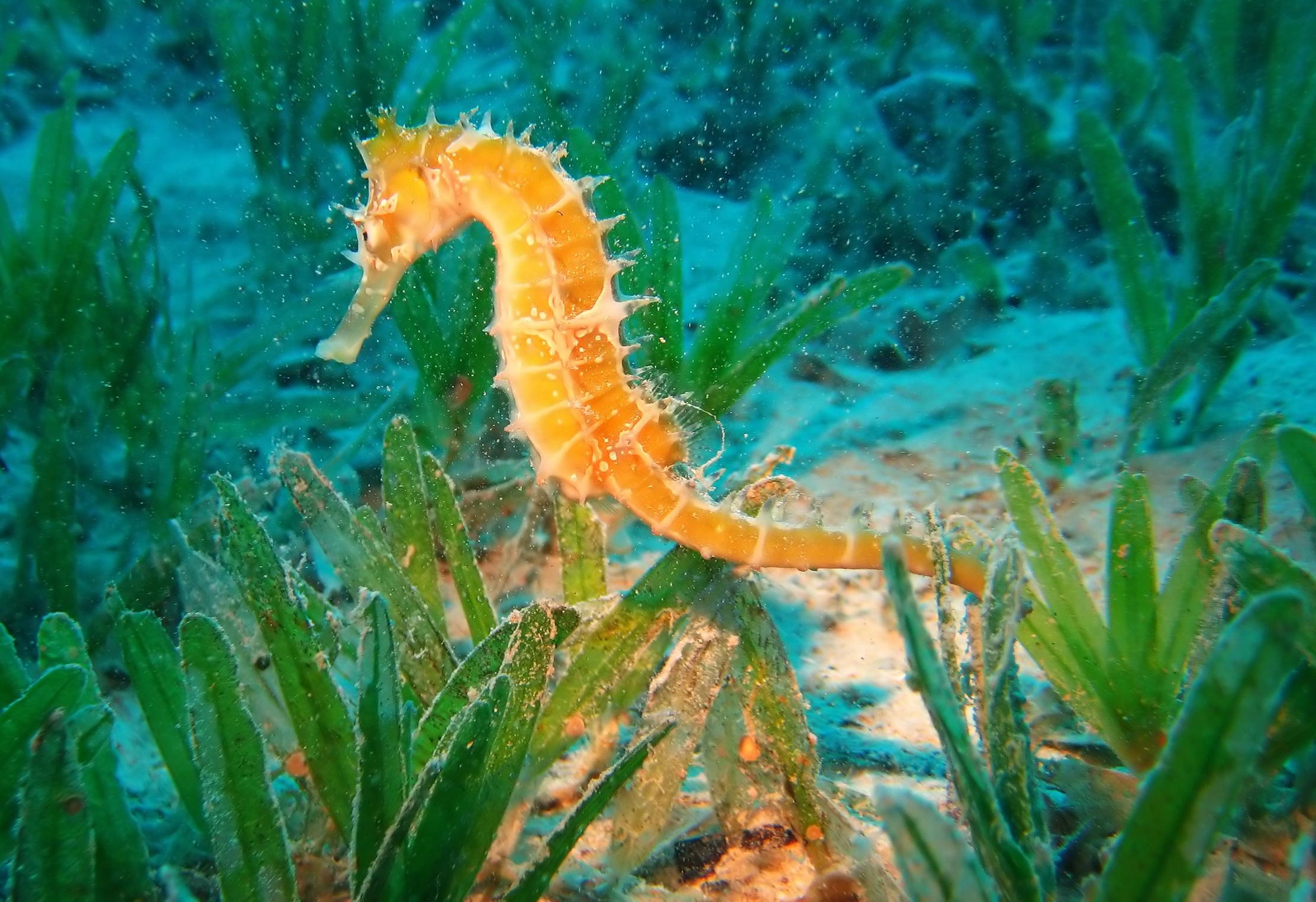 Cei mai buni tătici din lumea animalelor - REVISTA BABY: Pentru părinti ...